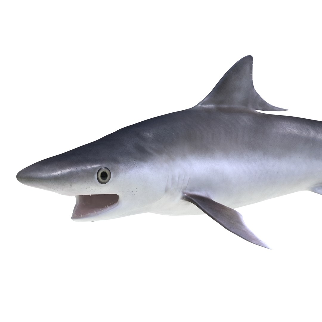 milk shark pose 2 3d model