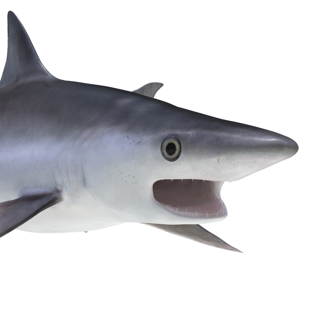 milk shark pose 2 3d model