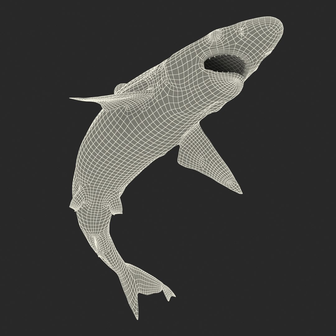 milk shark pose 2 3d model