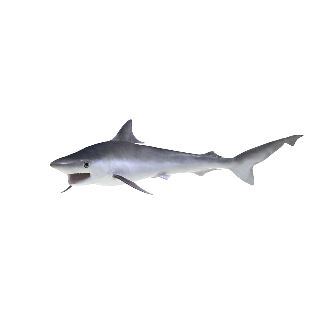 milk shark pose 2 3d model