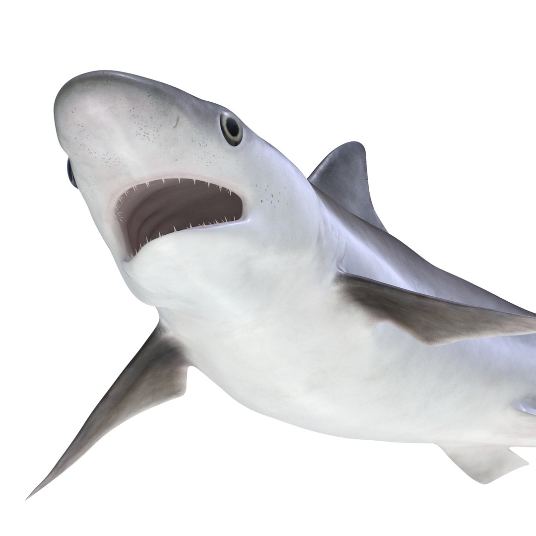 milk shark pose 2 3d model