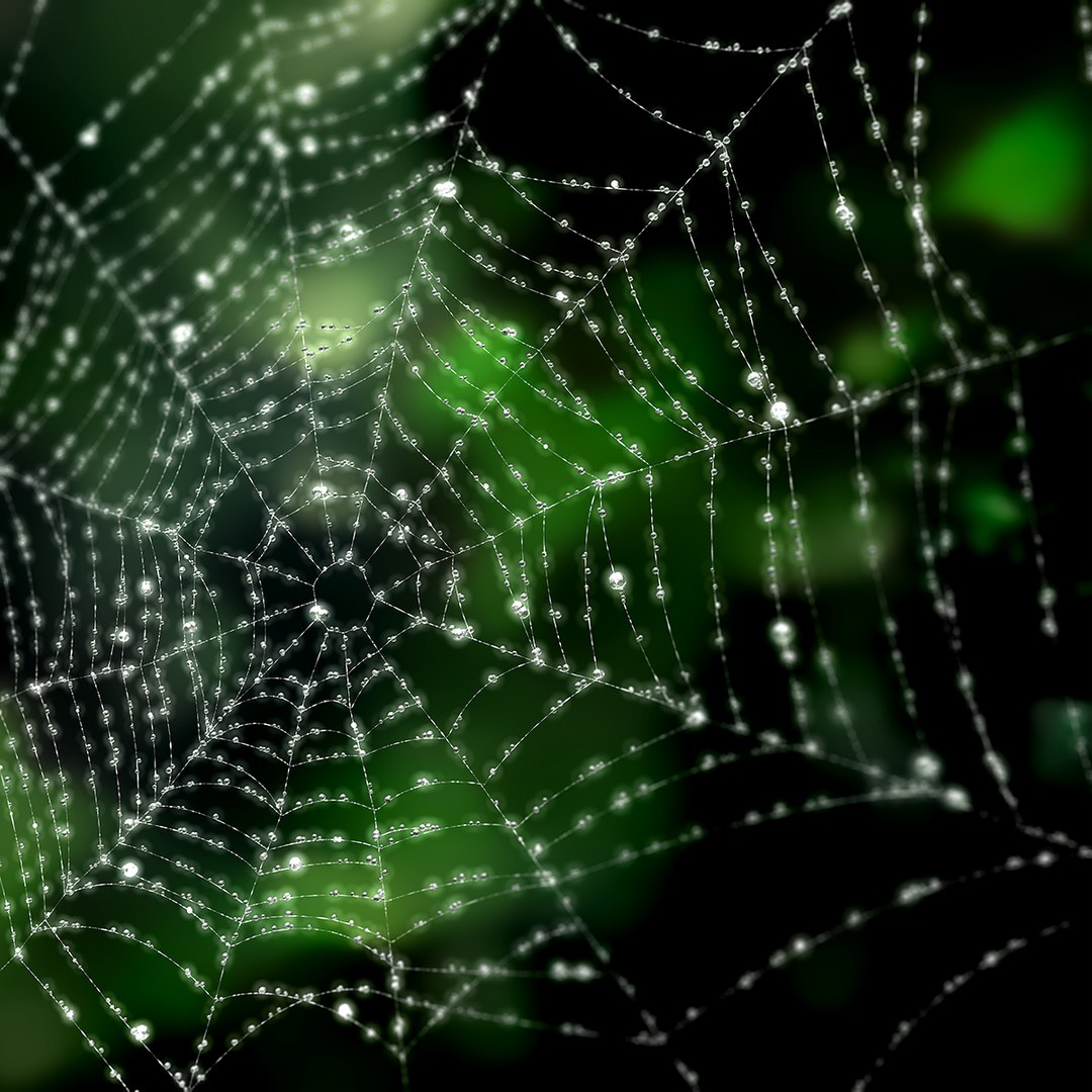 3d Modeled Cobweb Model