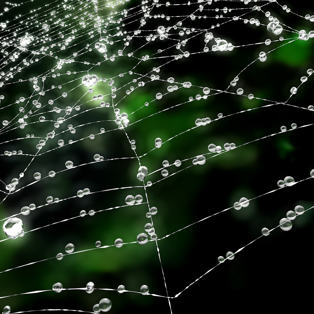 3d Modeled Cobweb Model