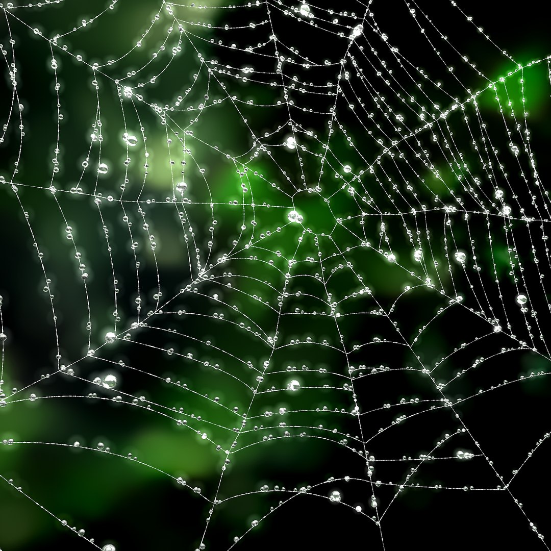3d Modeled Cobweb Model