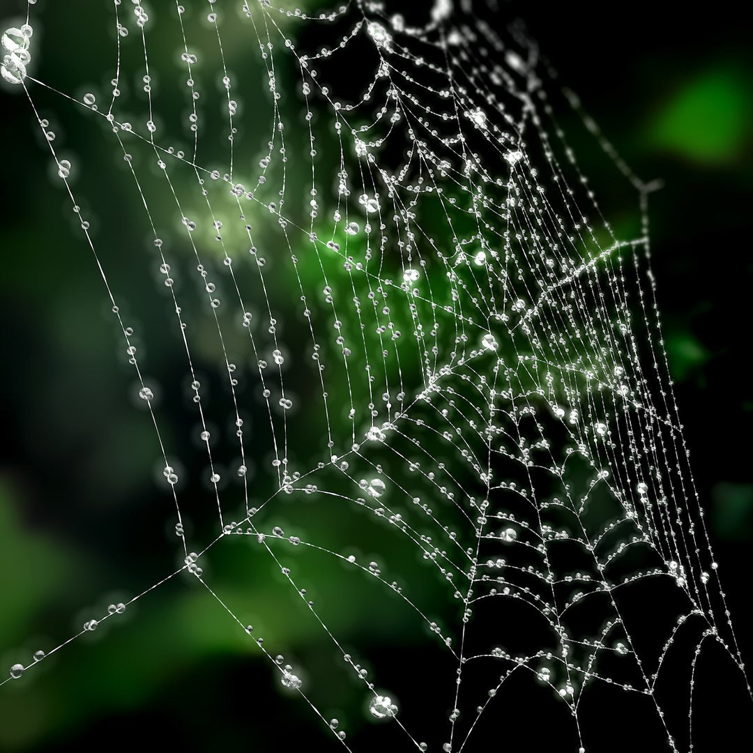 3d Modeled Cobweb Model