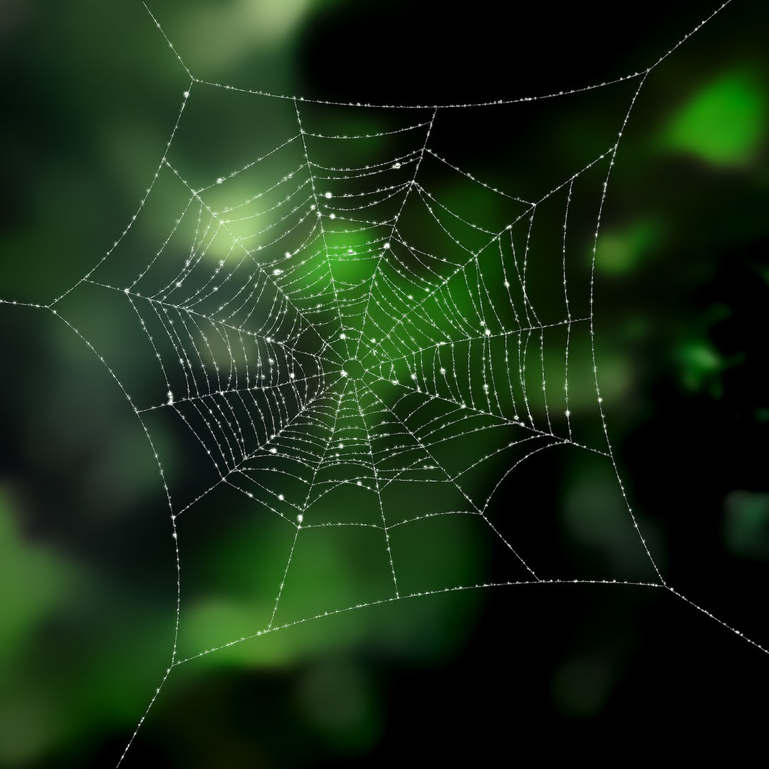 3d Modeled Cobweb Model