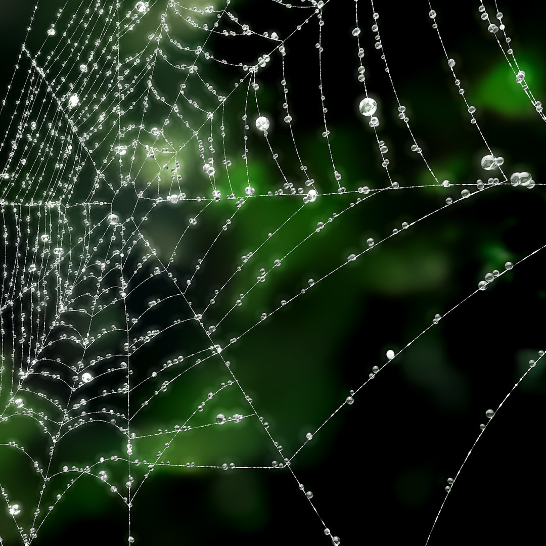 3d Modeled Cobweb Model