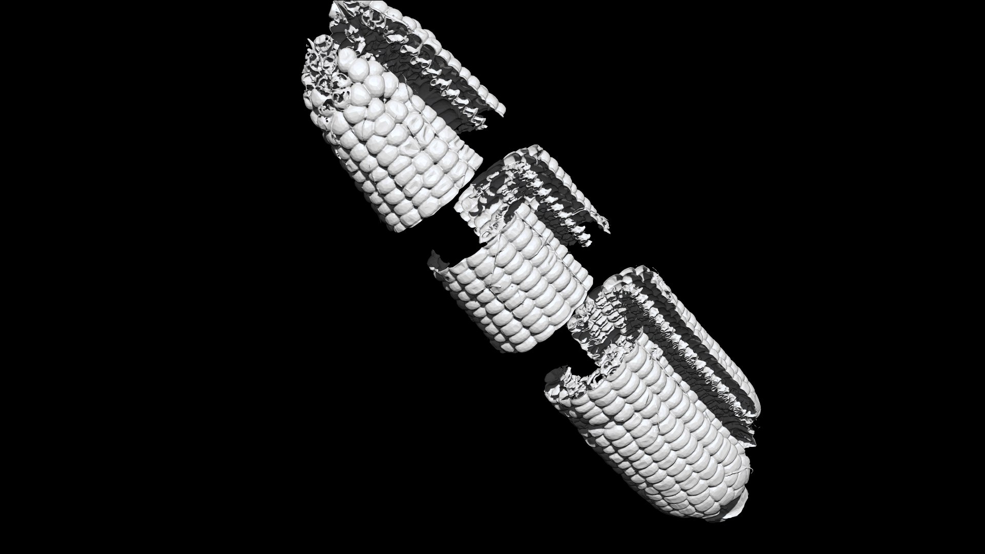 Corn 3D CT Scan Model Cut3 Decimate 10 Percent Model - TurboSquid 1945271
