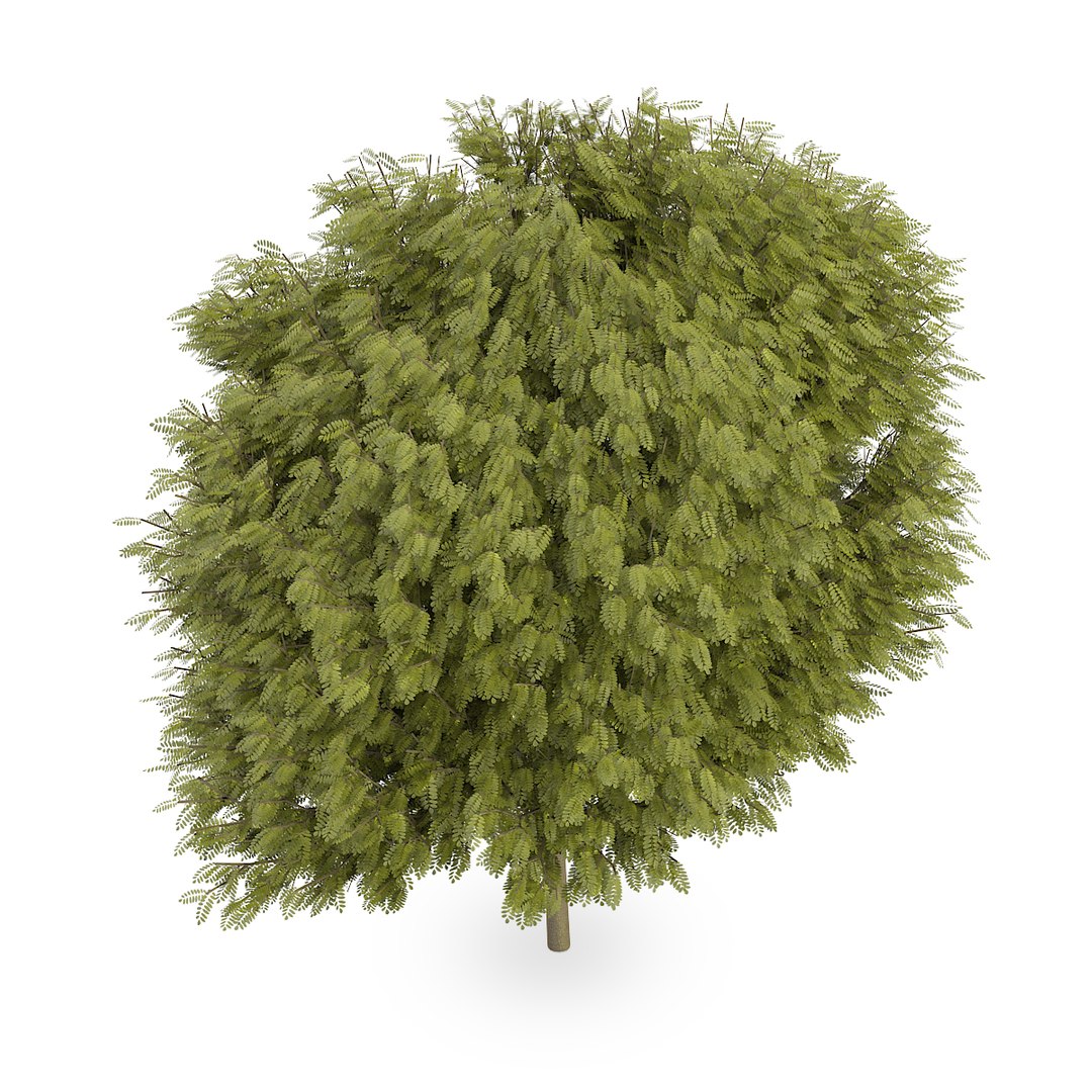 max honey locust tree gleditsia