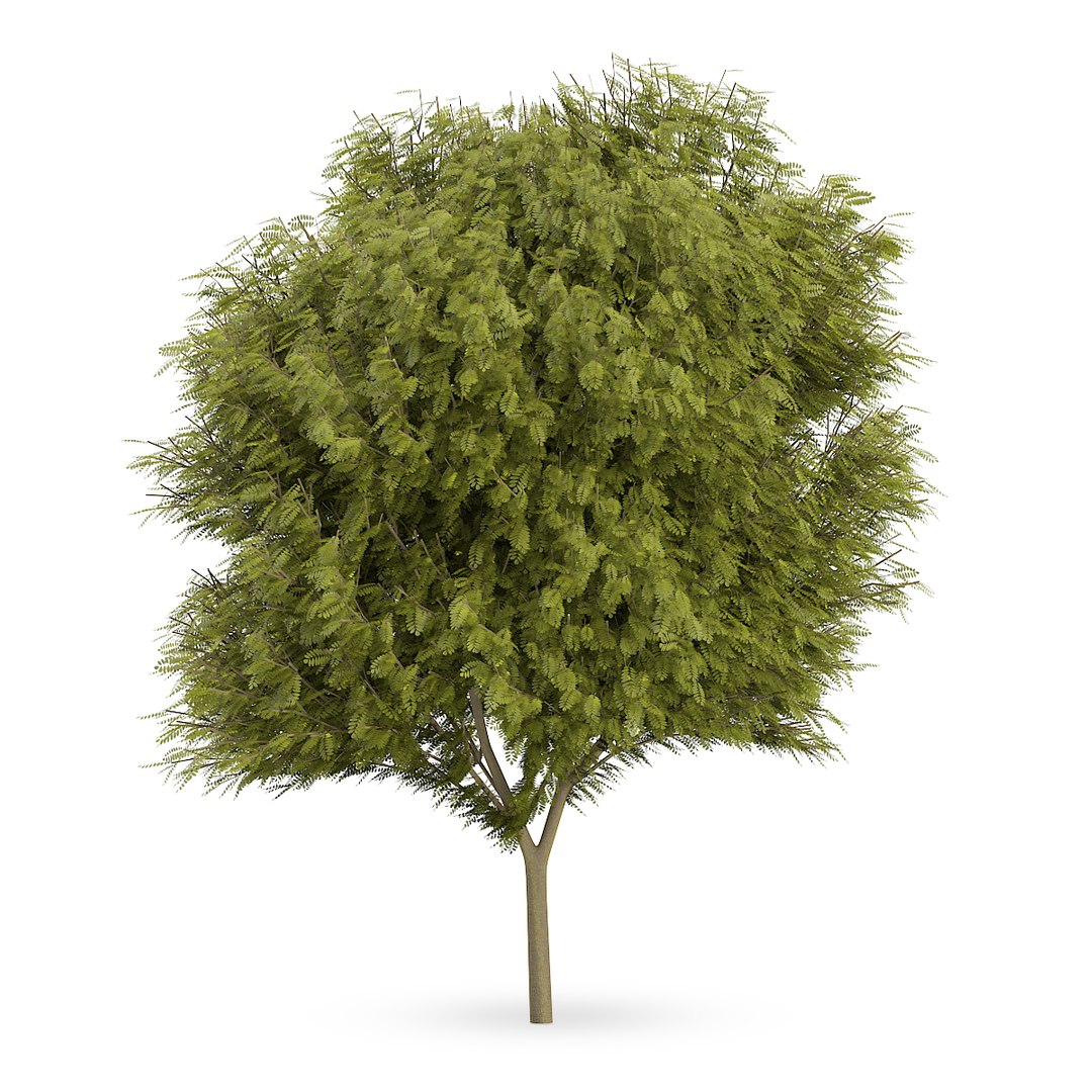 max honey locust tree gleditsia