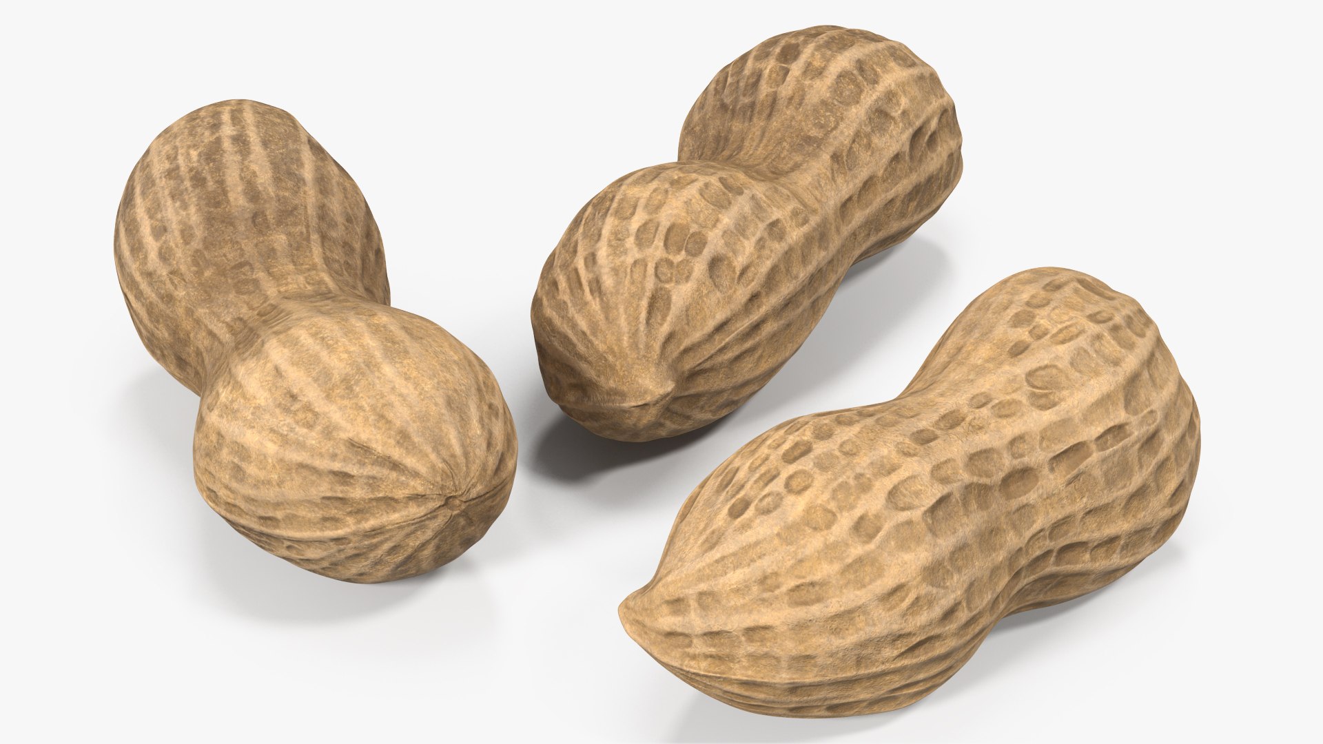 Peanut Nut Pea 3D Model - TurboSquid 1418163