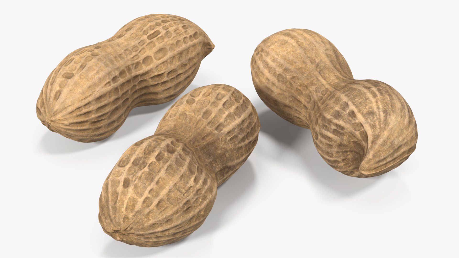 Peanut Nut Pea 3D Model - TurboSquid 1418163