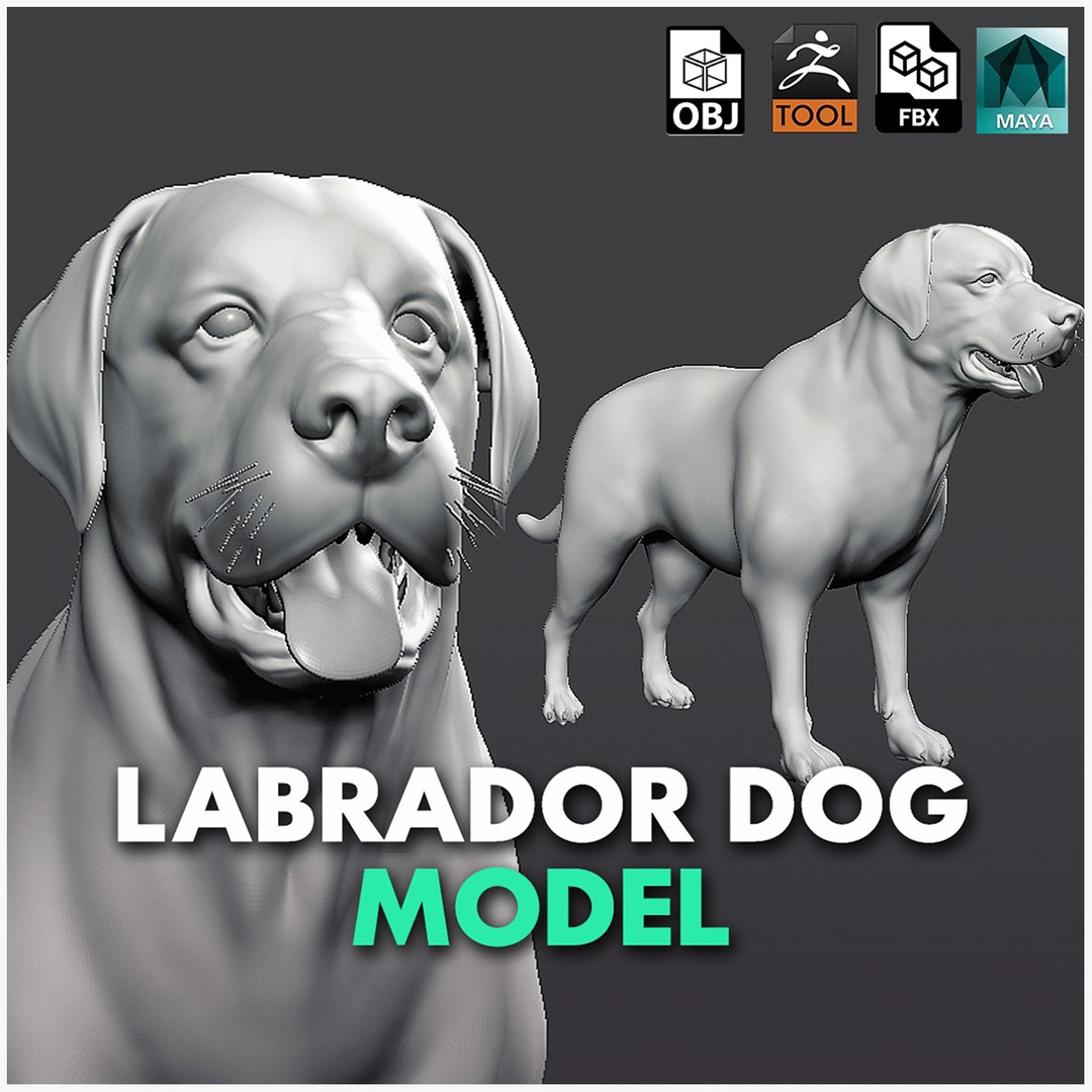 3D Labrador Dog 2 - TurboSquid 2096617