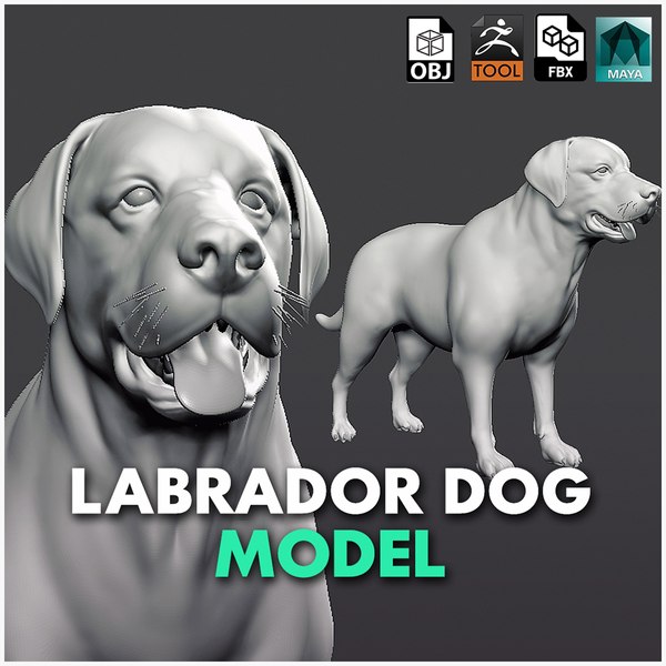 Labrador Dog 2 3D 모델 - TurboSquid 2096617