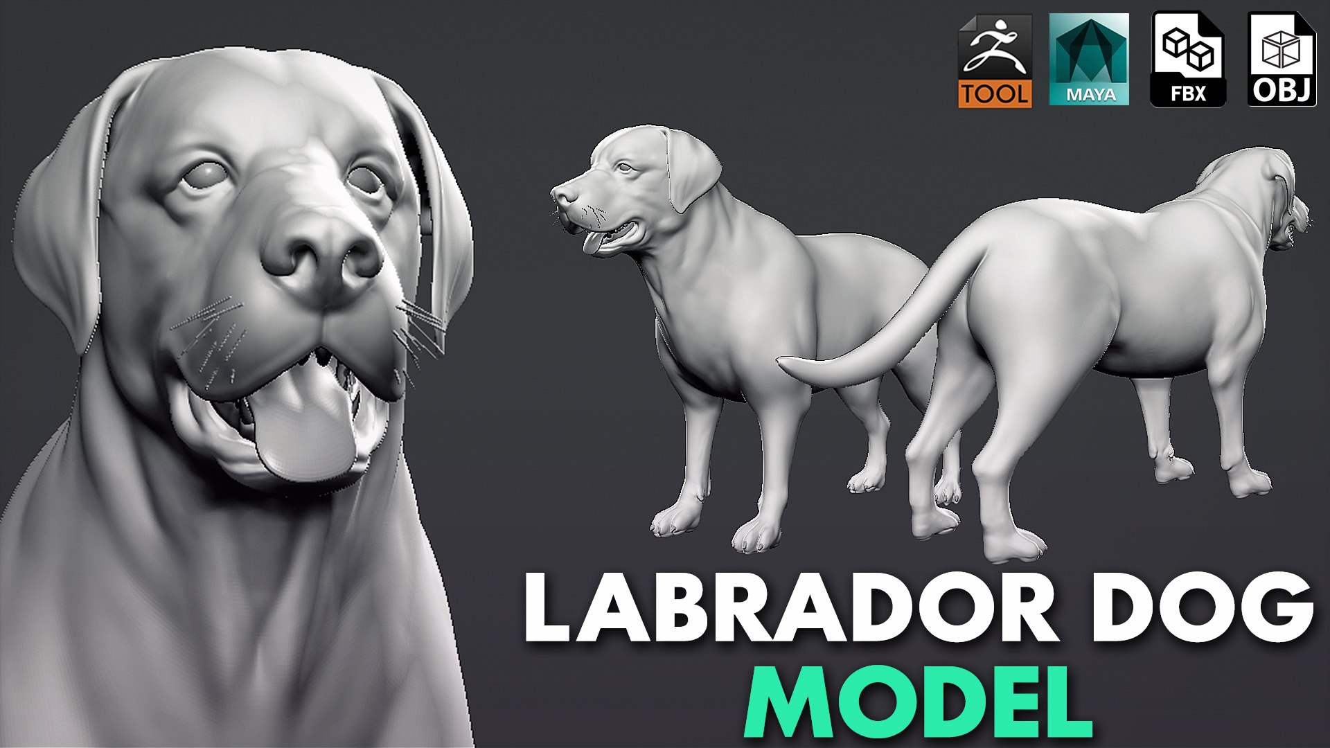 3D Labrador Dog 2 - TurboSquid 2096617