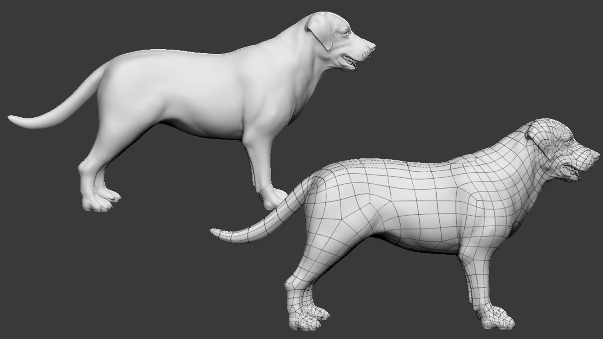 3D Labrador Dog 2 - TurboSquid 2096617