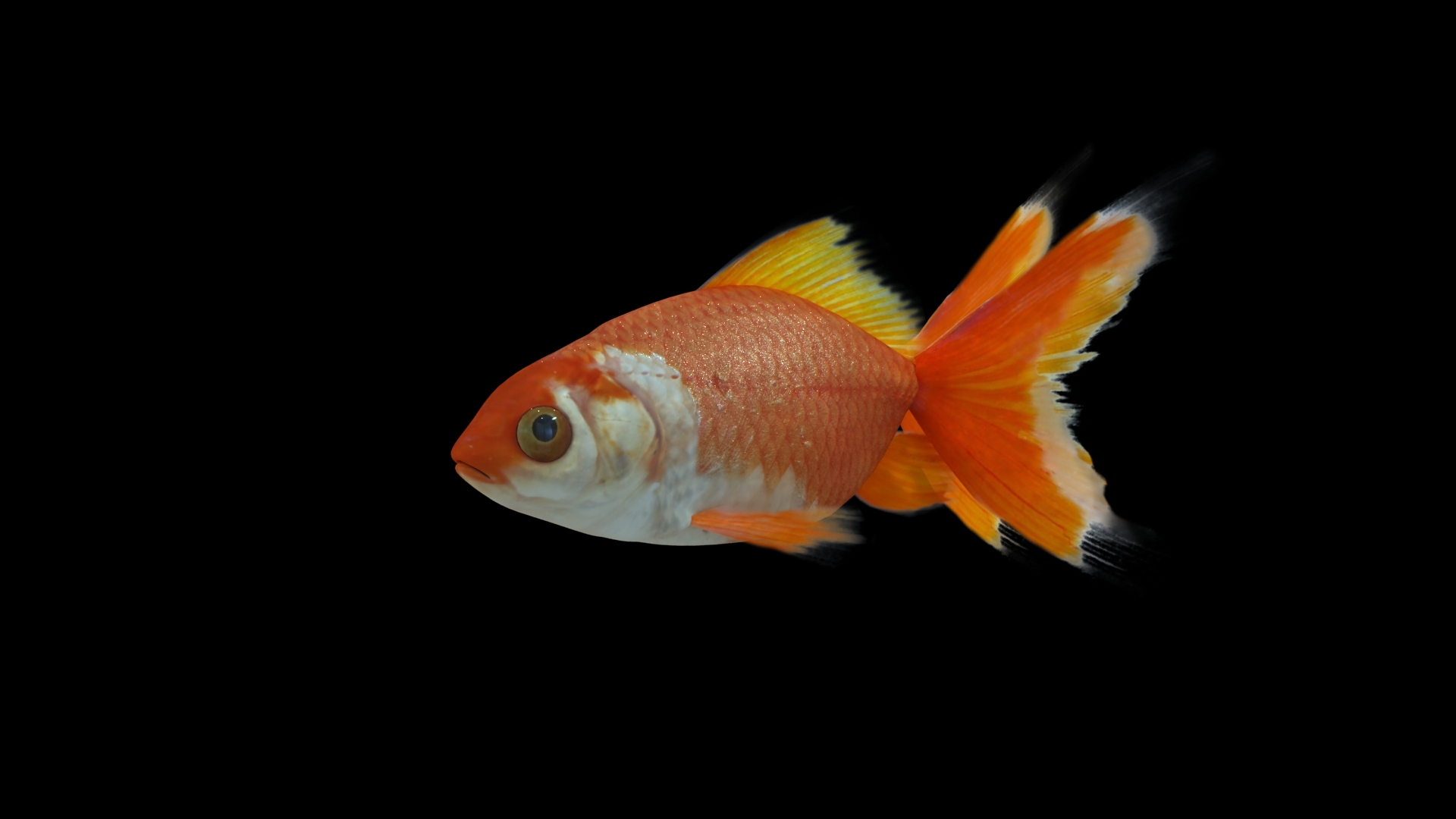 Goldfish Skin Maps 3d Model
