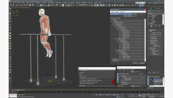 modelo 3d Anatomía del sistema muscular masculino, inmersión en el ...