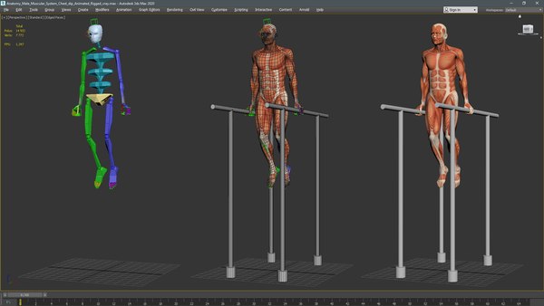 modelo 3d Anatomía del sistema muscular masculino, inmersión en el ...