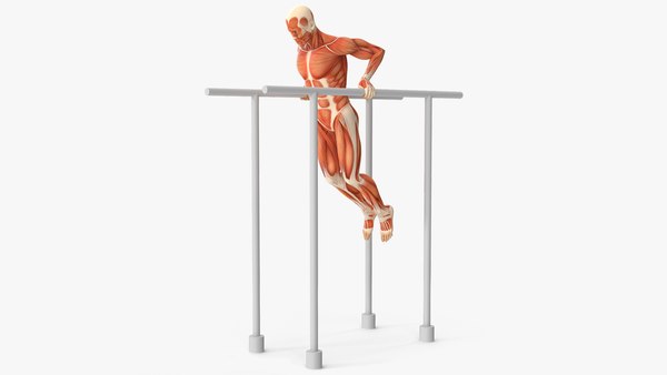 modelo 3d Anatomía del sistema muscular masculino, inmersión en el ...