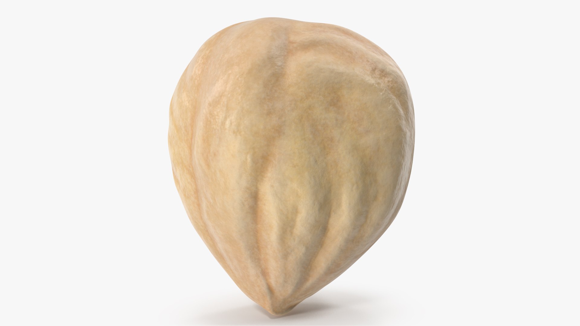 Hazelnut 2 3D Model - TurboSquid 1846600