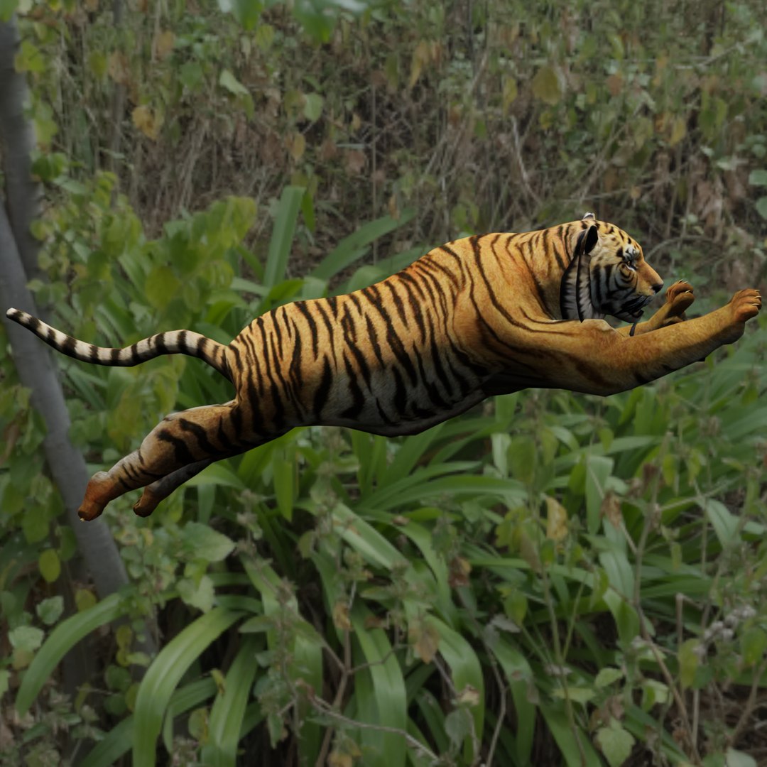 3D Bengal Tiger 3D model - TurboSquid 2059391