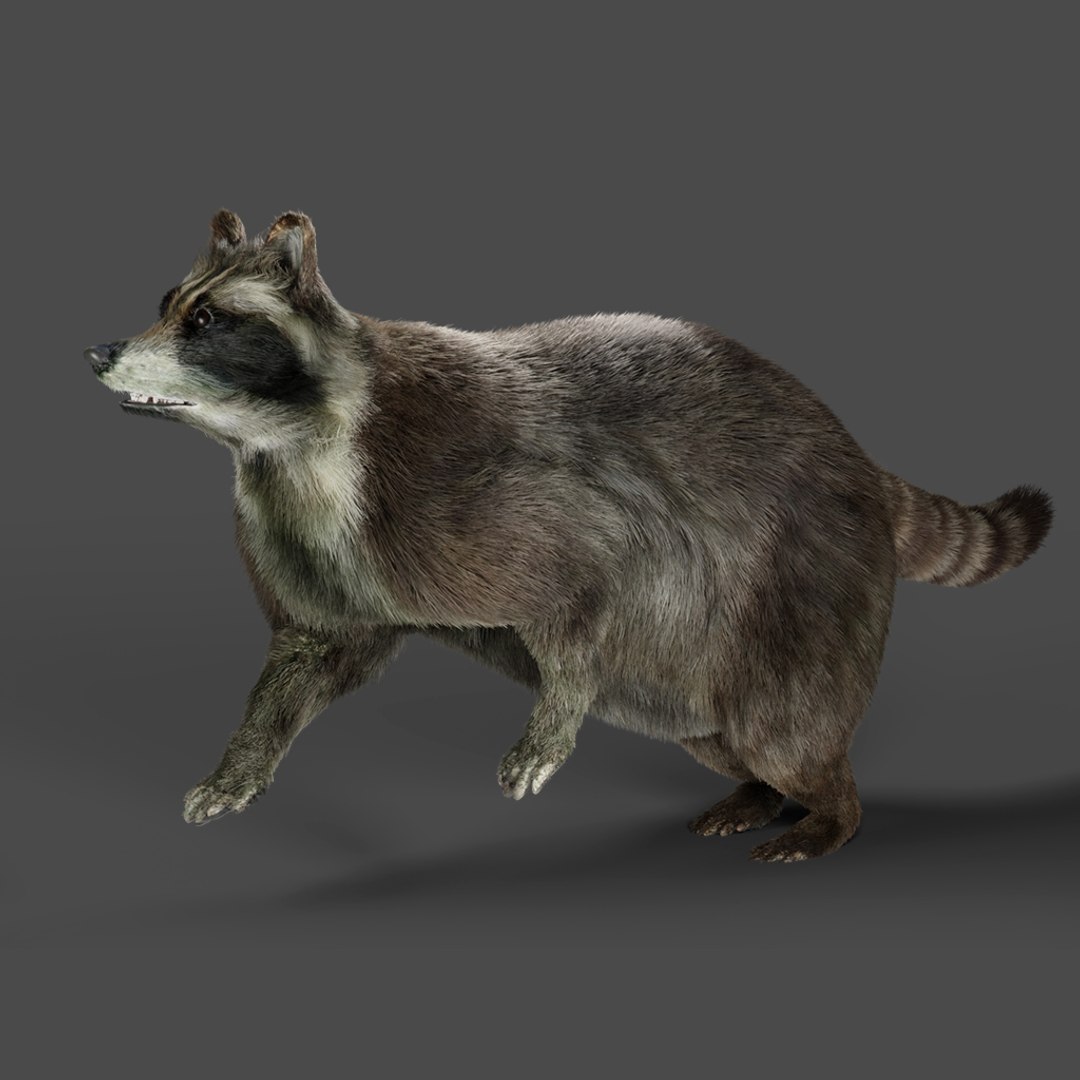 3D Fur Raccoon Rigged Animation In Blender - TurboSquid 2008736