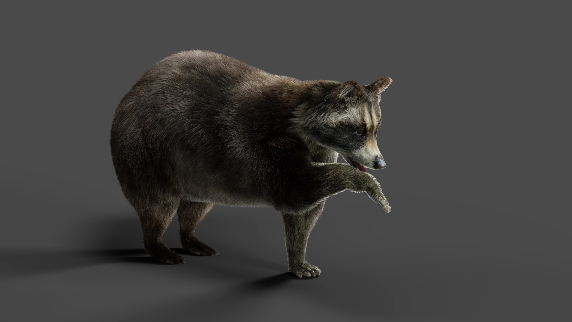 3D Fur Raccoon Rigged Animation In Blender - TurboSquid 2008736