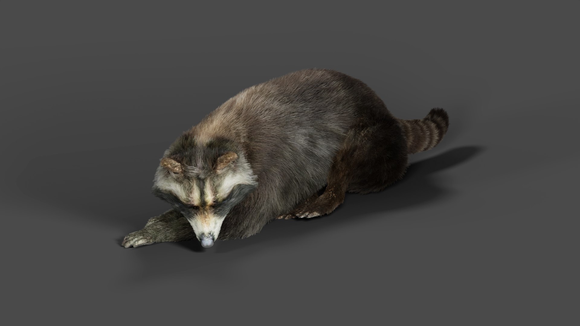 3D Fur Raccoon Rigged Animation In Blender - TurboSquid 2008736