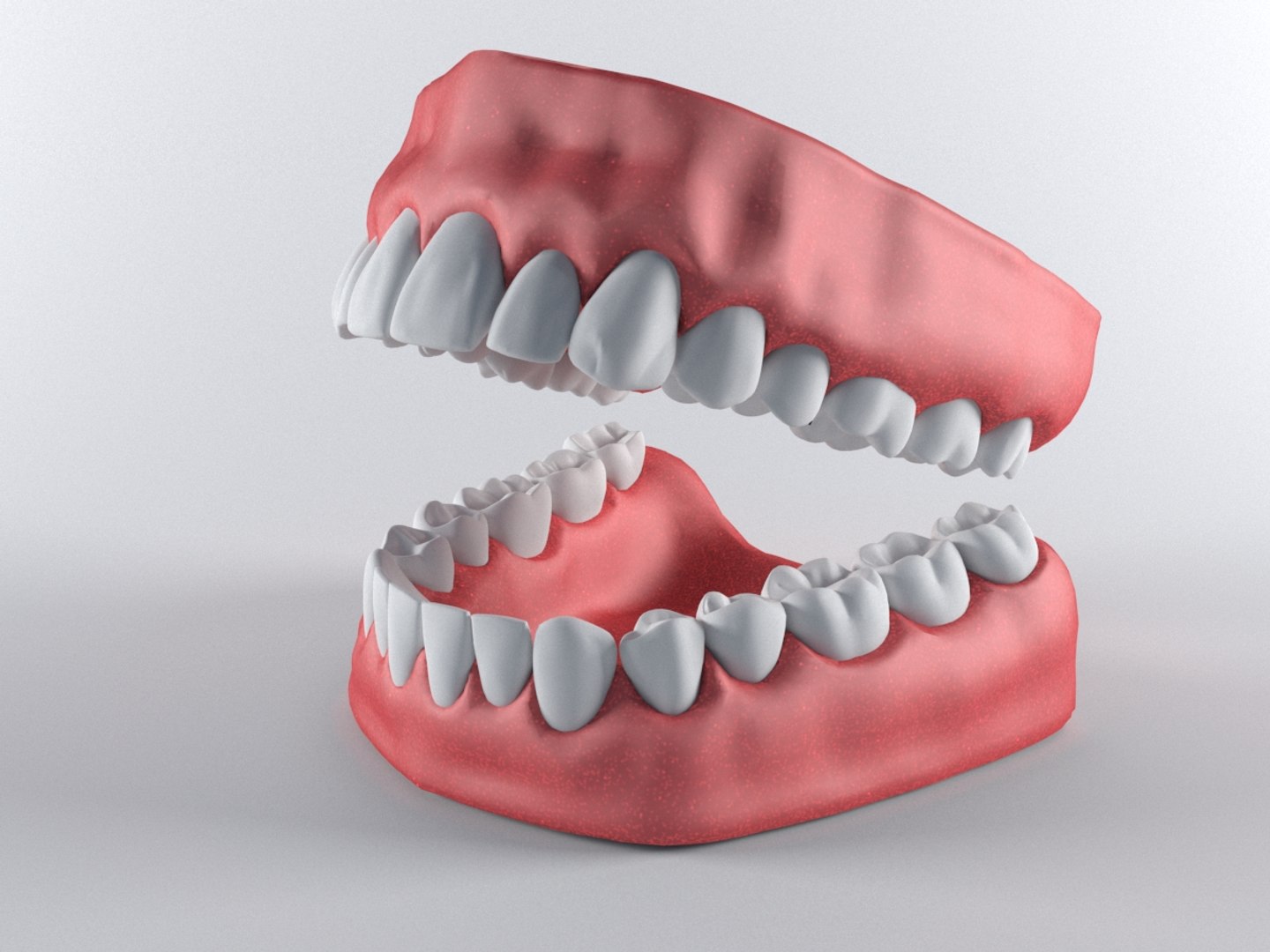 Human teeth gums 3D model - TurboSquid 1610926