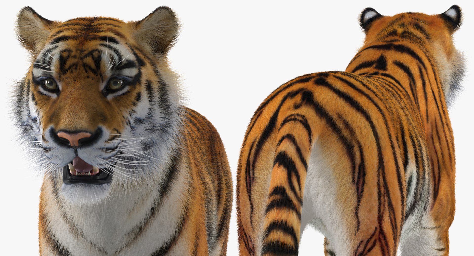 3D Tiger Rigged Fur Model - TurboSquid 1275415