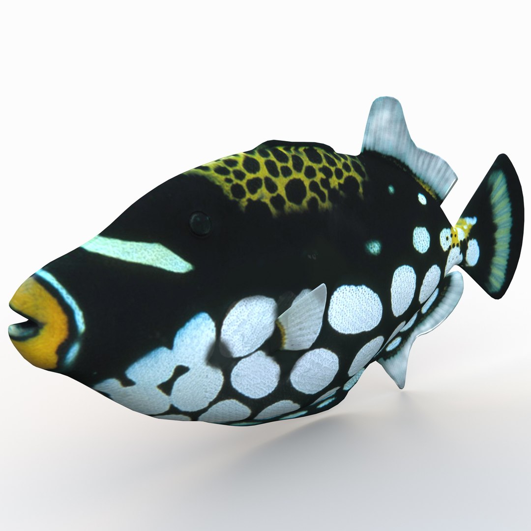 clown trigger fish 3d model