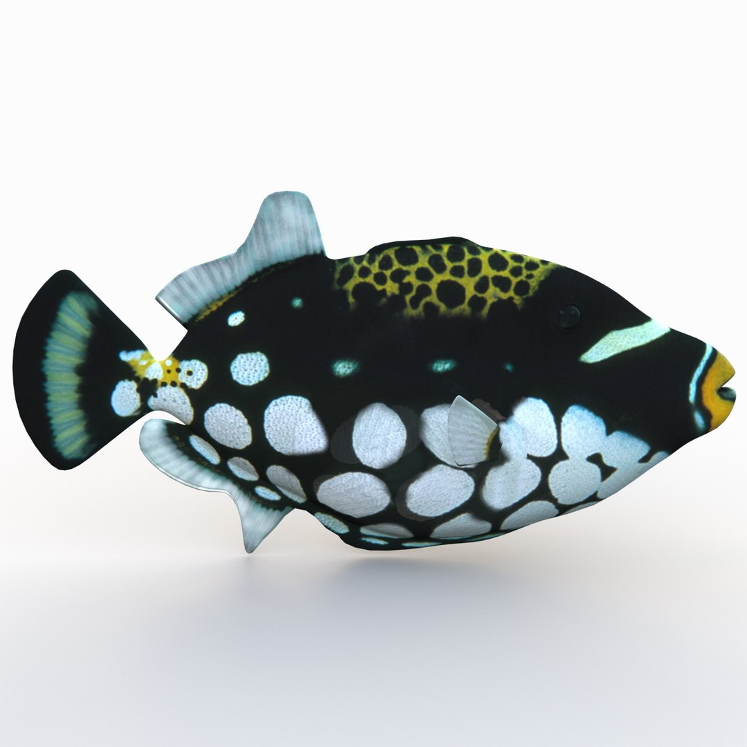 clown trigger fish 3d model