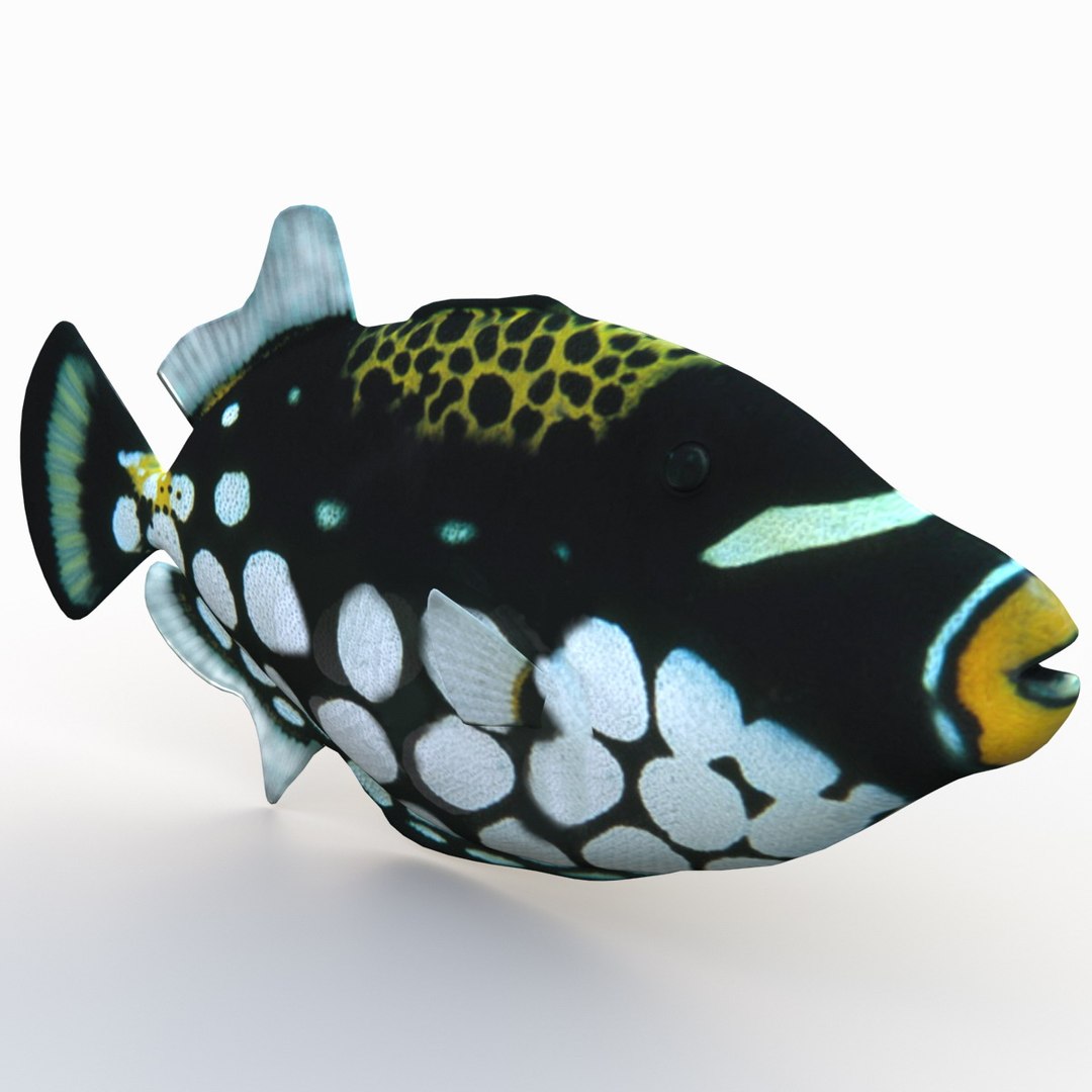 clown trigger fish 3d model