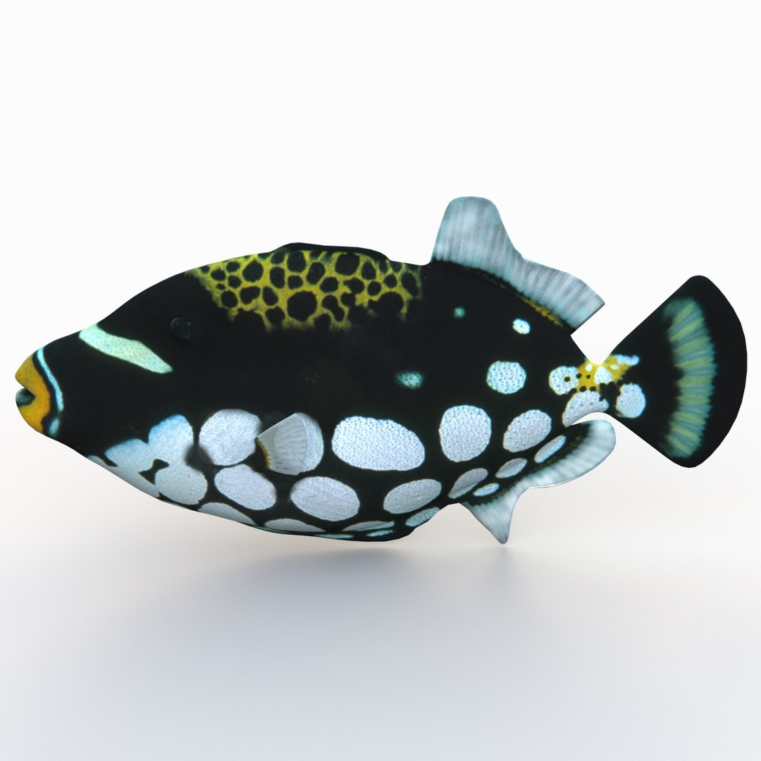 clown trigger fish 3d model