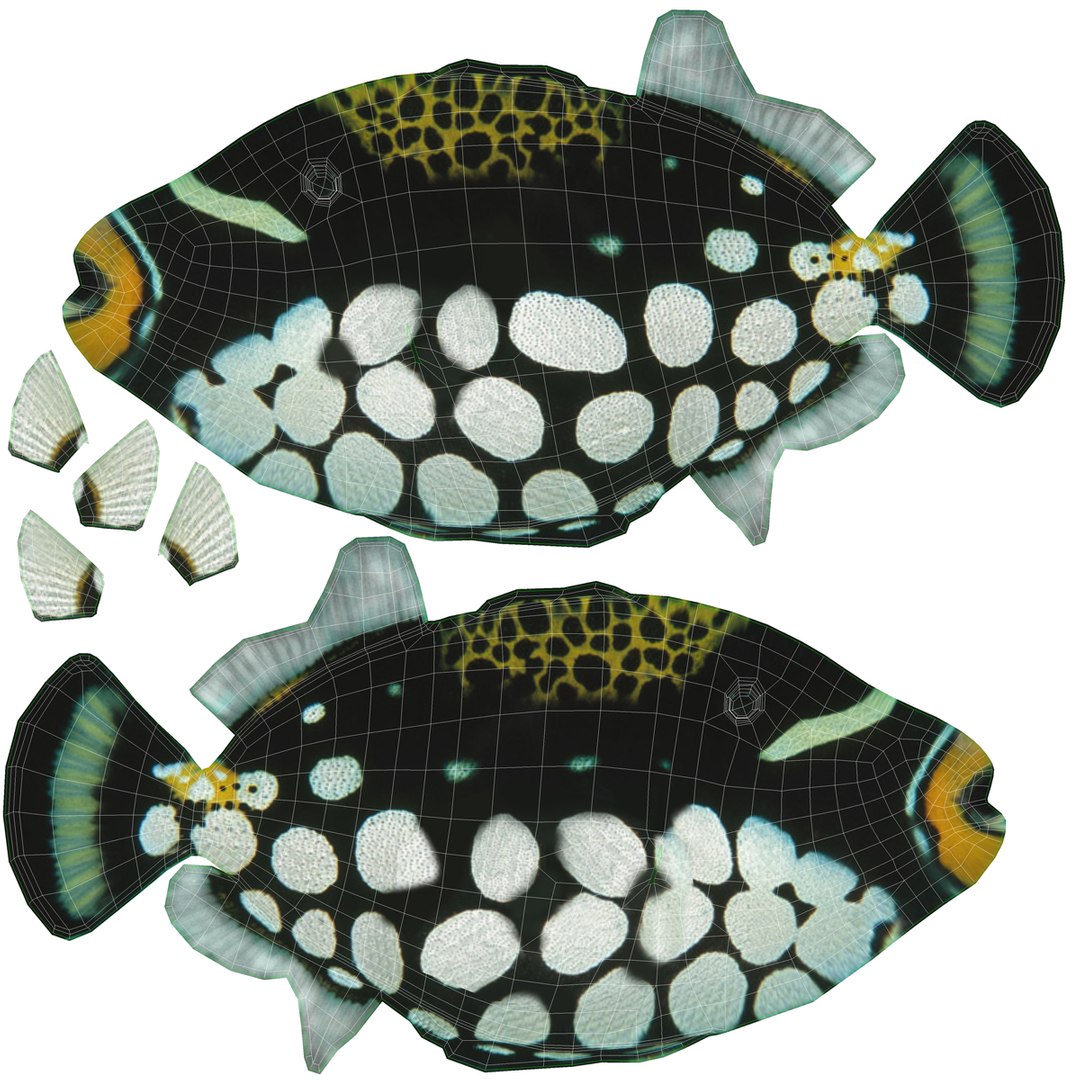 clown trigger fish 3d model
