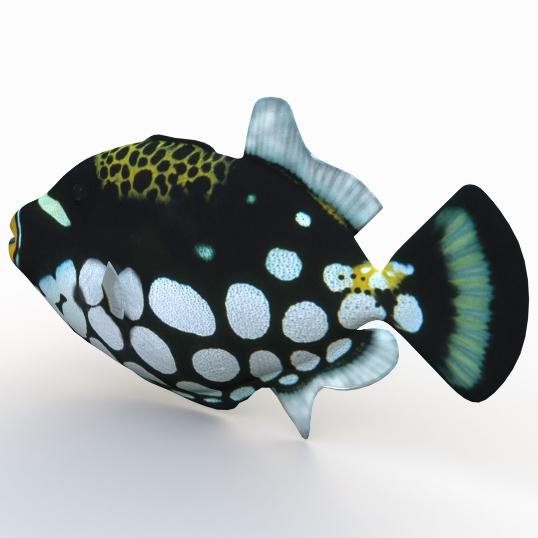 clown trigger fish 3d model