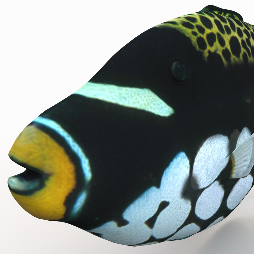 clown trigger fish 3d model