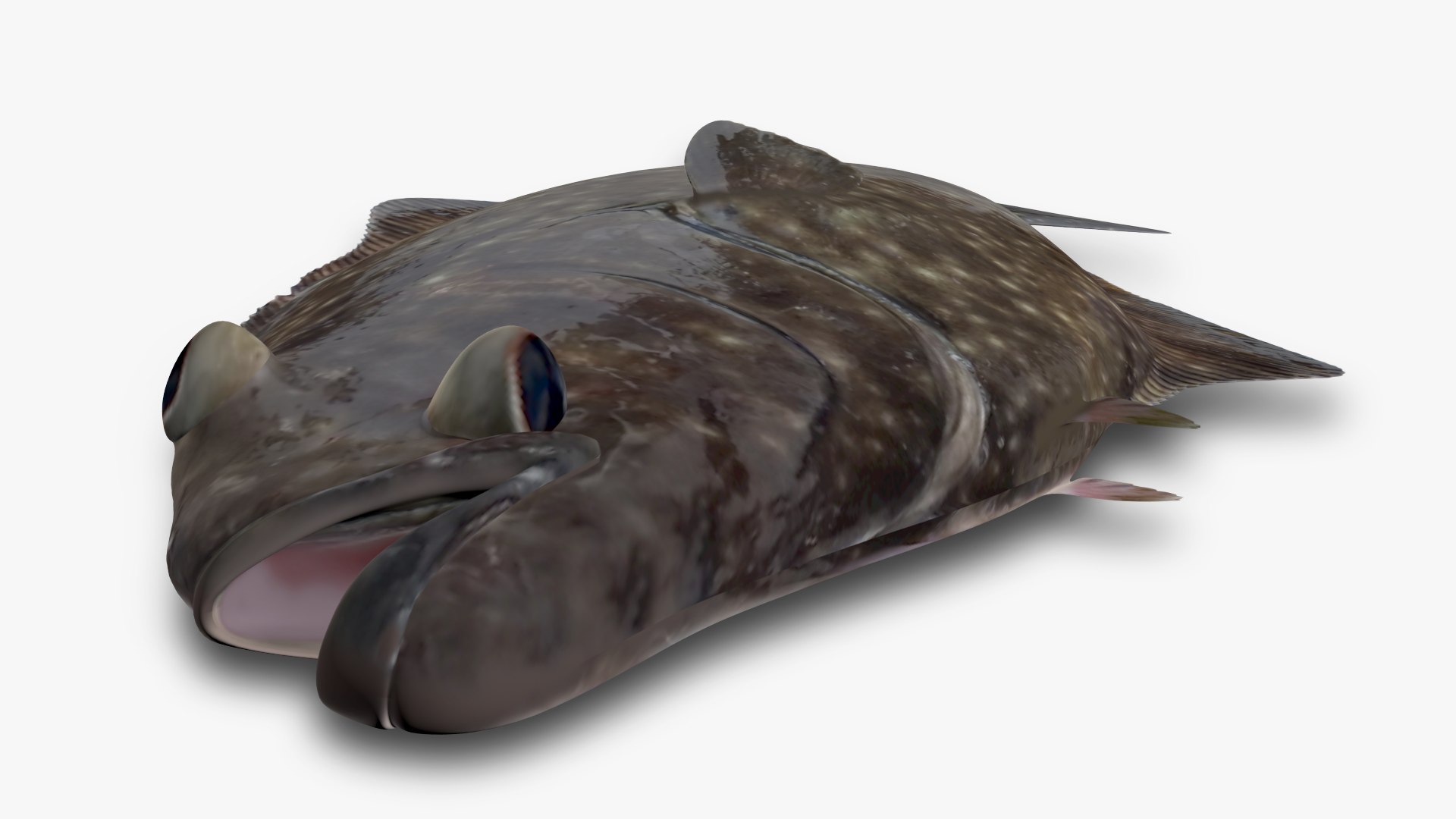 Pacific Halibut - Hippoglossus Stenolepis 3D - TurboSquid 1772856