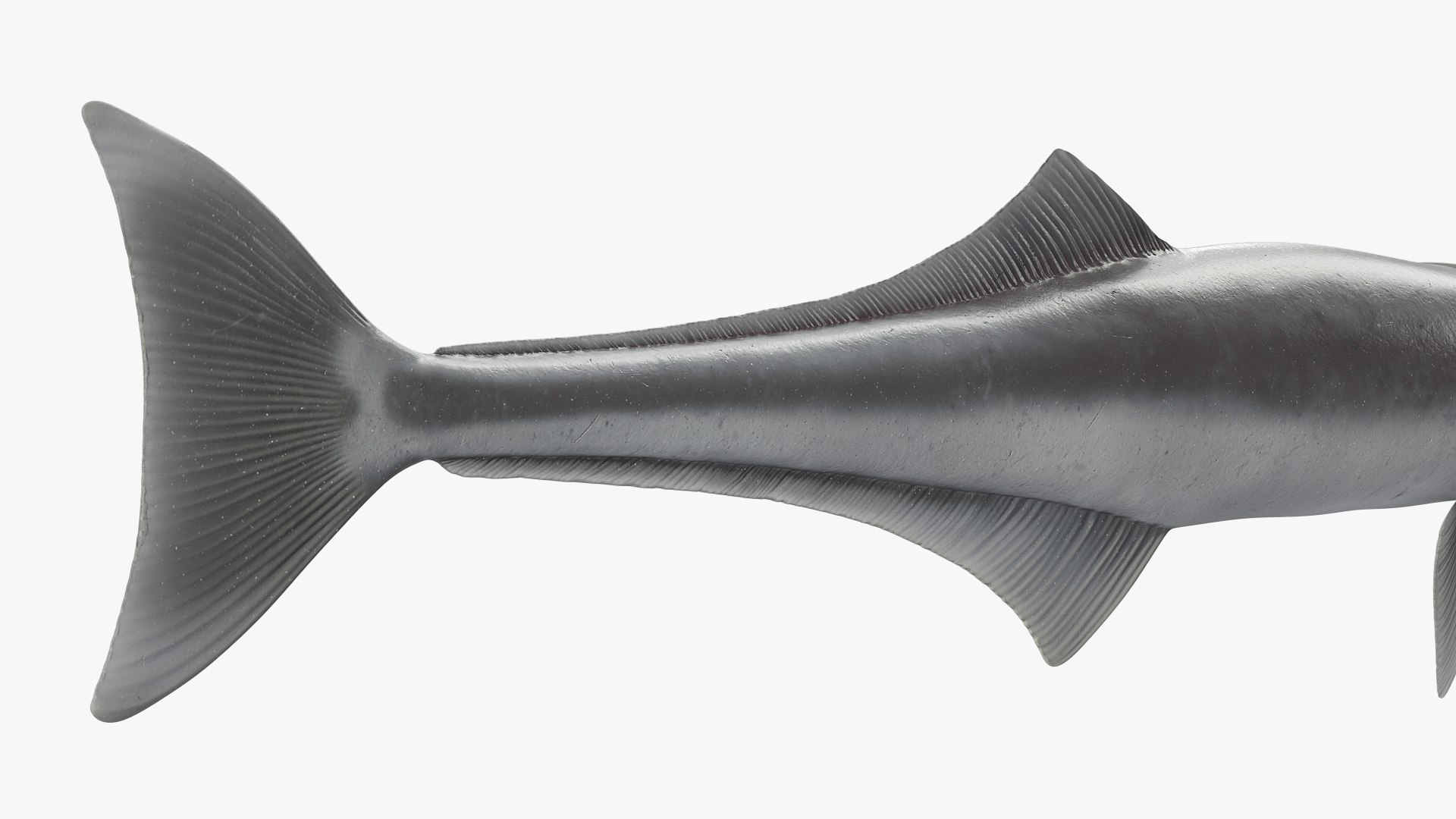 3D Remora Fish Rigged For Maya Model - TurboSquid 2468082