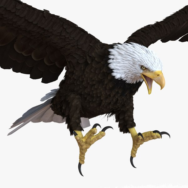 Eagle 3D Models for Download | TurboSquid