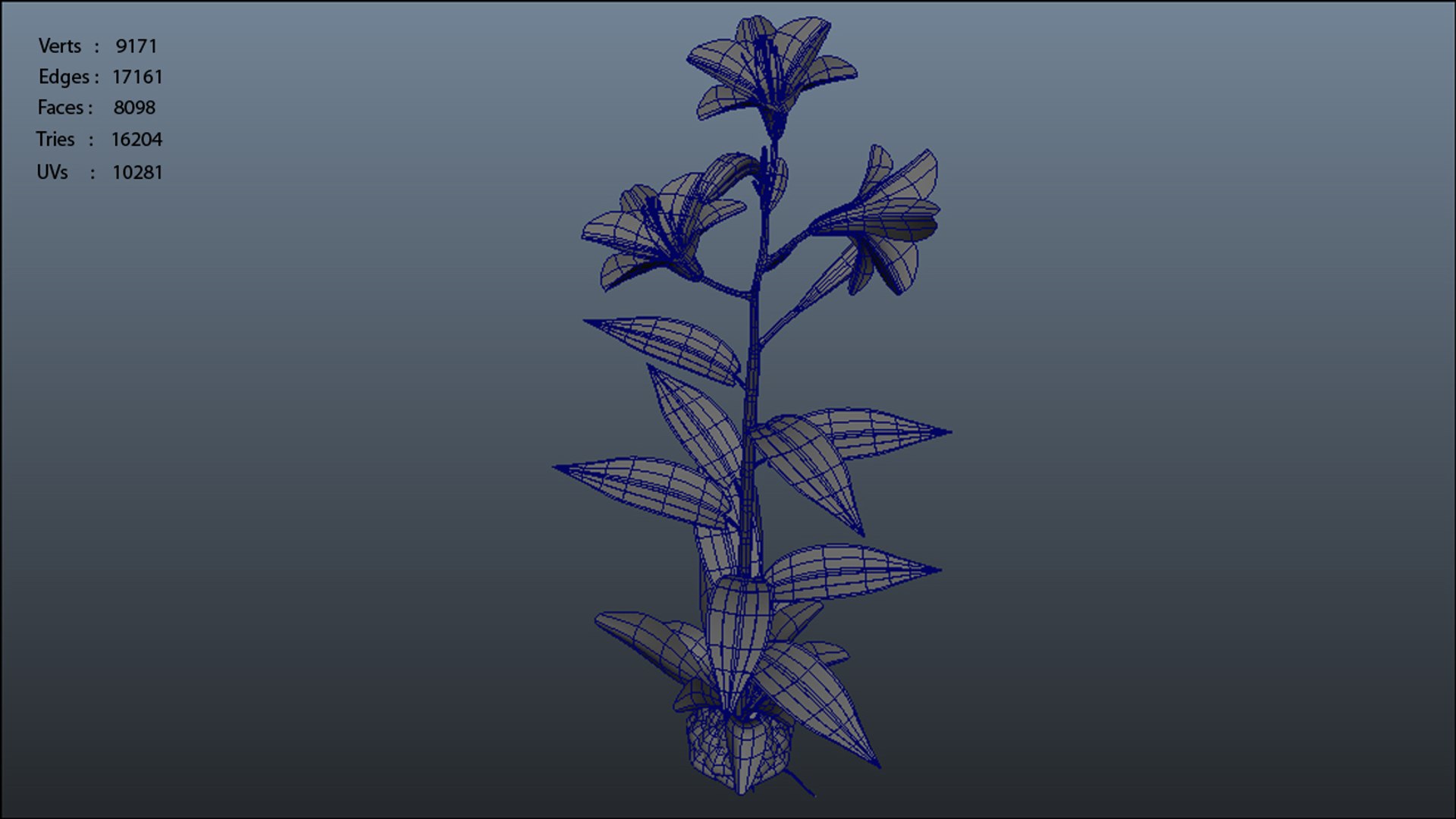 Lilium Candidum 3d Model