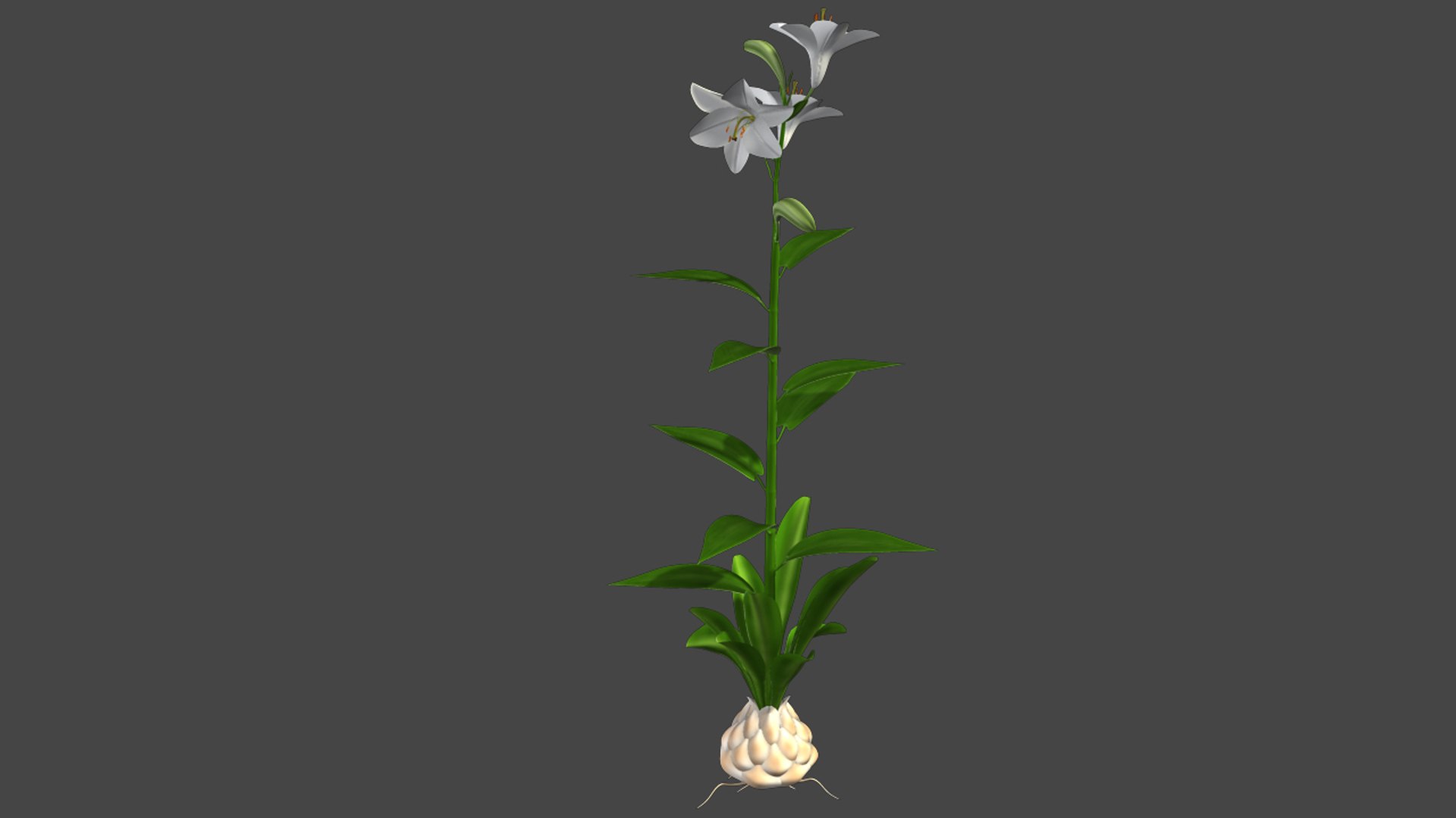 Lilium Candidum 3d Model