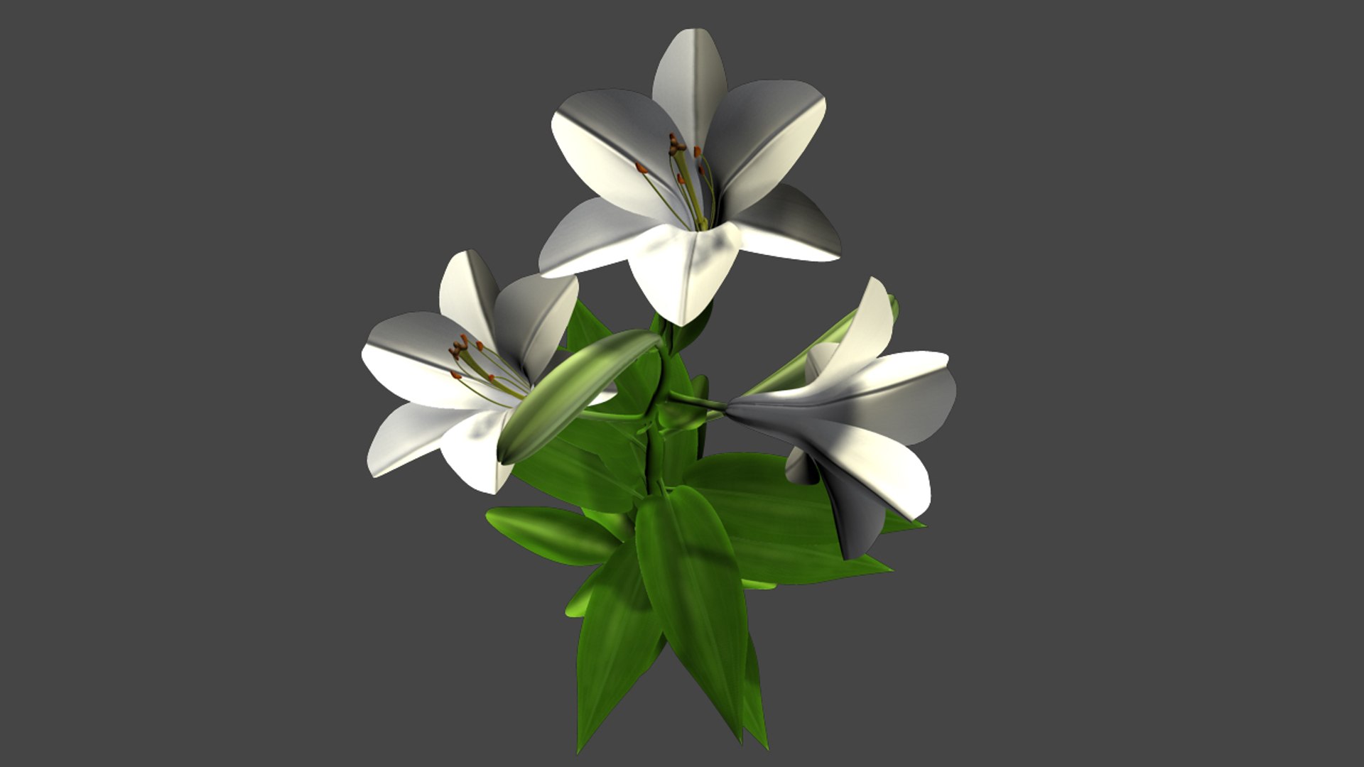 Lilium Candidum 3d Model