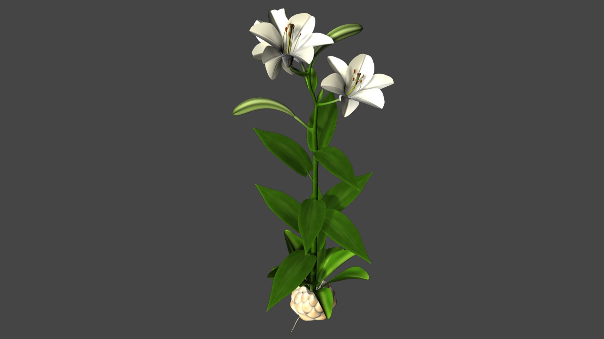 Lilium Candidum 3d Model