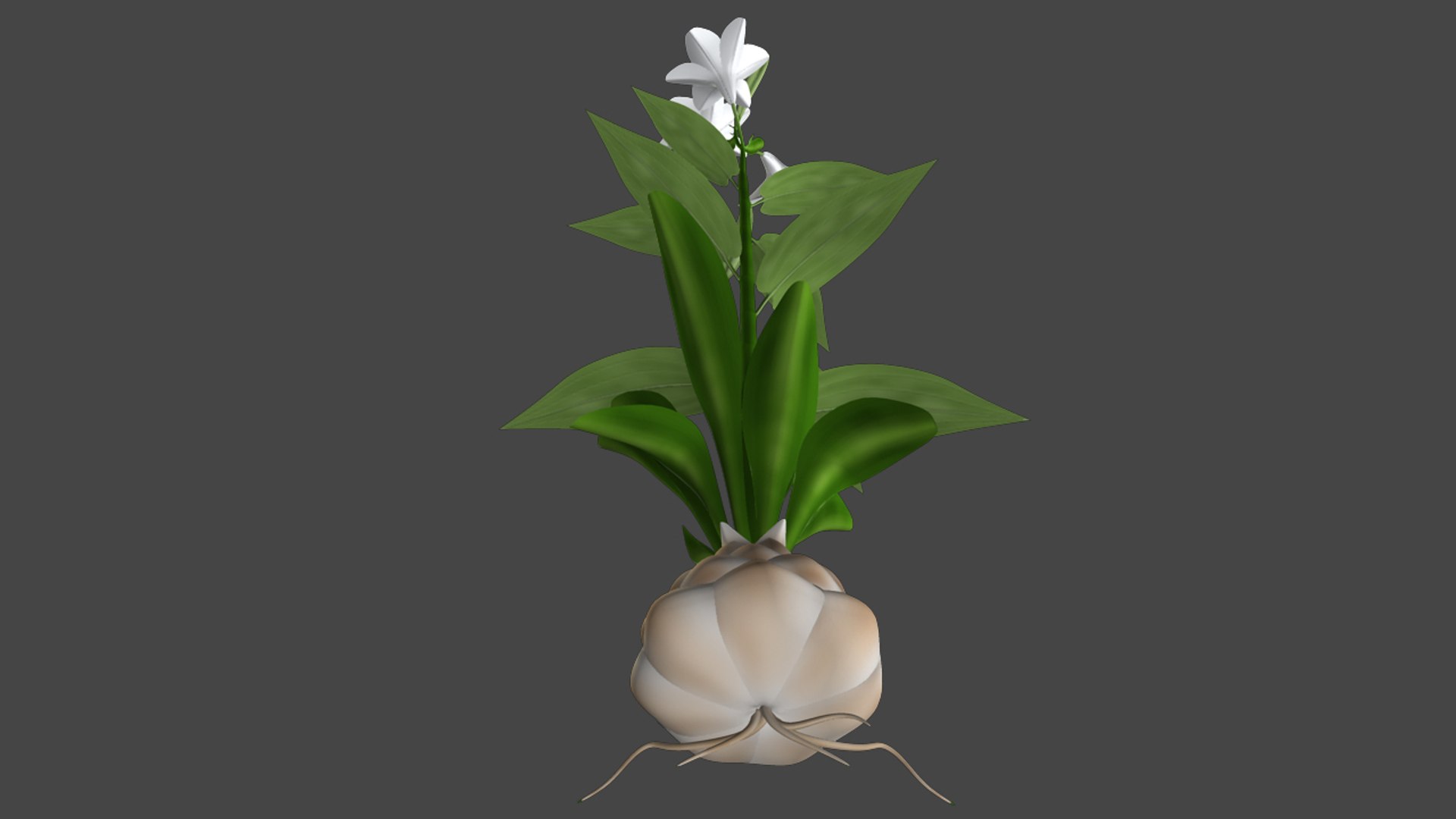 Lilium Candidum 3d Model