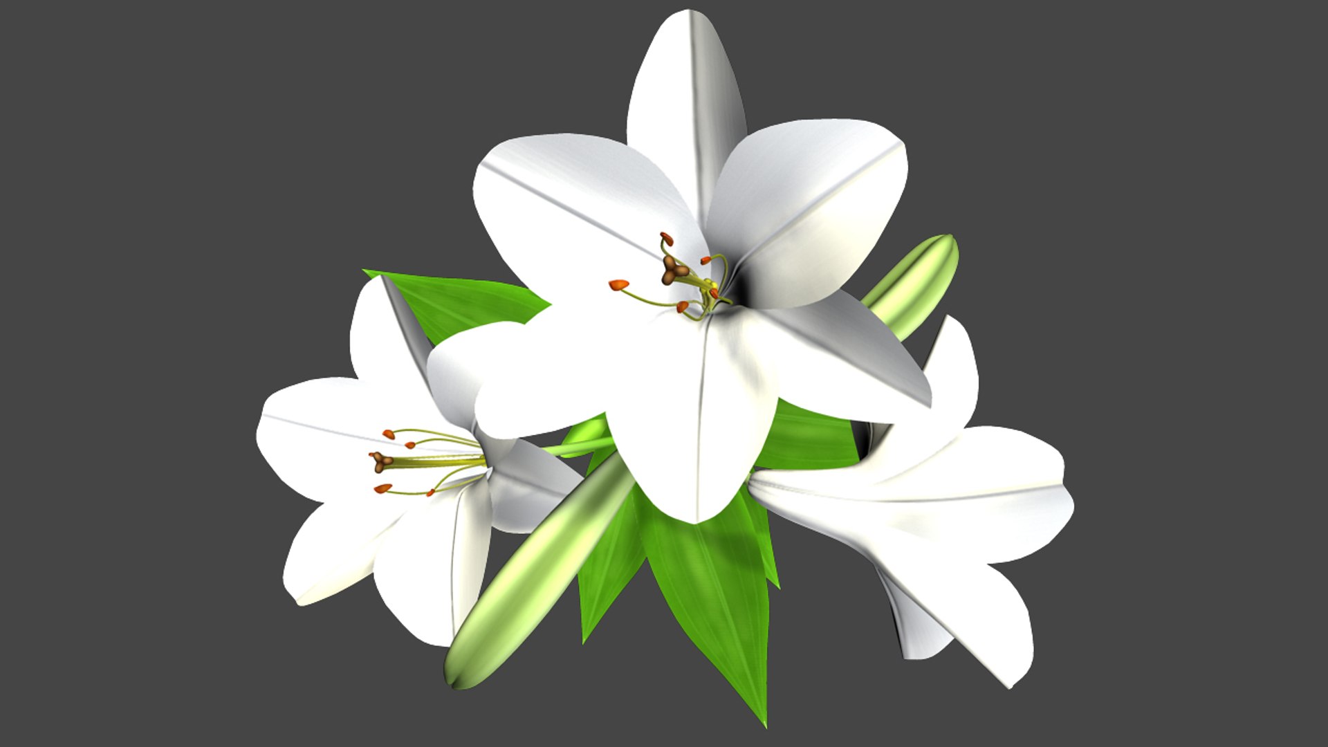 Lilium Candidum 3d Model