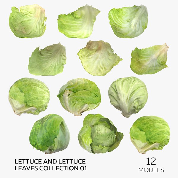 3D Lettuce Models | TurboSquid