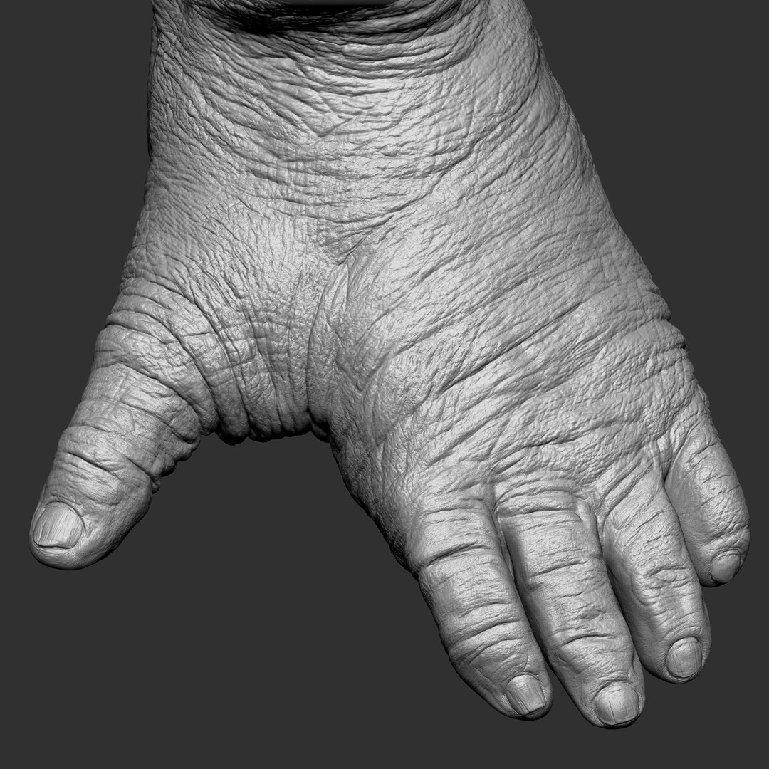 3D Model Gorilla Feet - TurboSquid 1839642