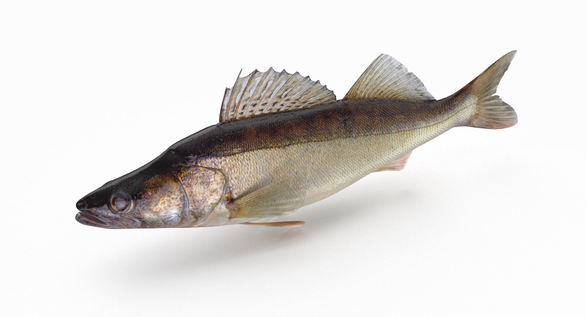 Walleye Pbr 3D Model - TurboSquid 1325862
